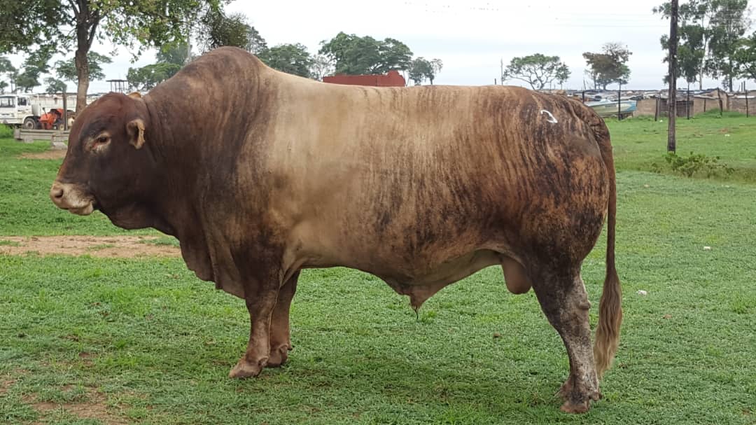Cattle | Koala Park Butchery