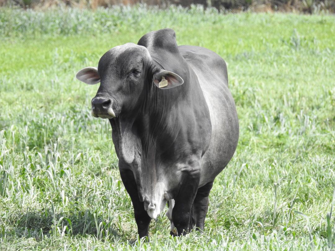 Cattle | Koala Park Butchery