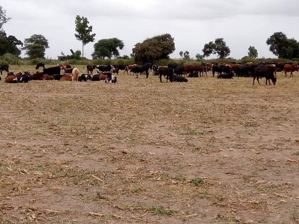 Farming | Koala Park Butchery