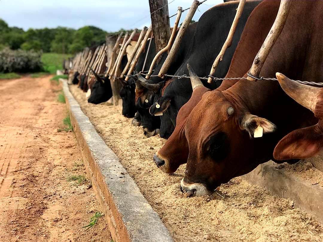 Cattle | Koala Park Butchery