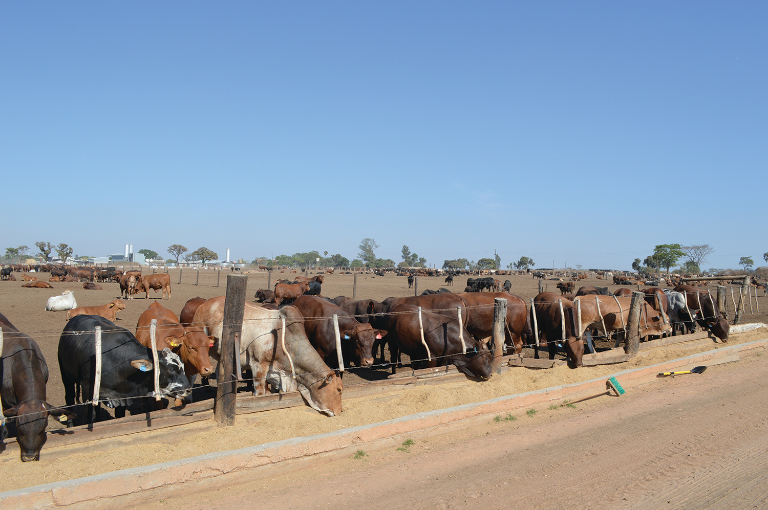 Cattle | Koala Park Butchery