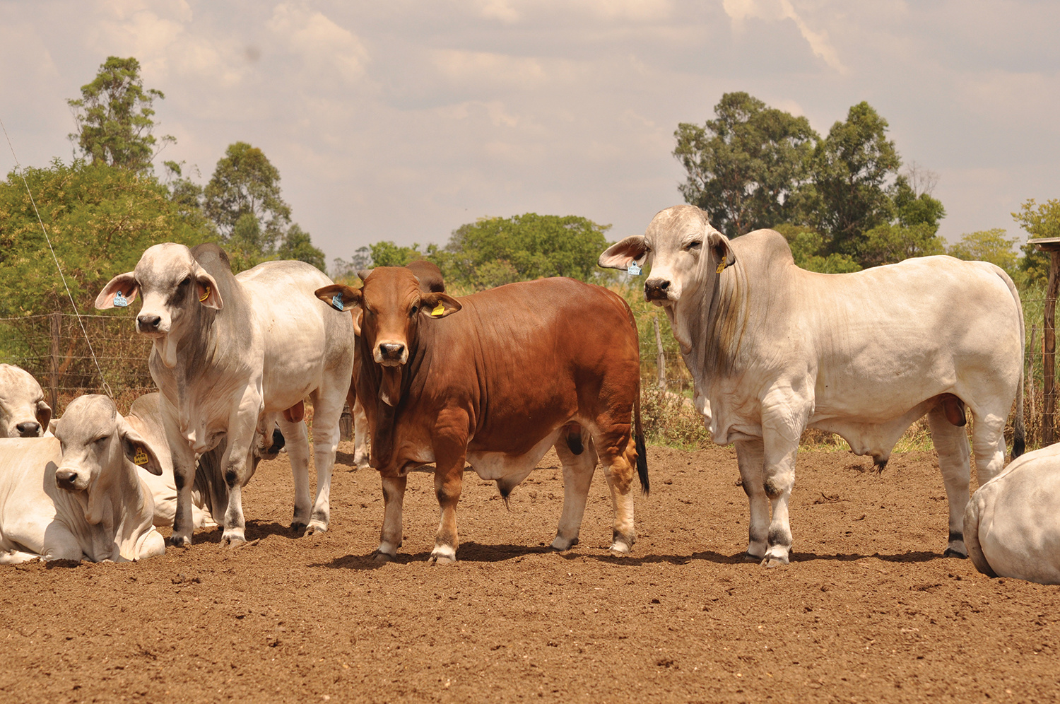Cattle | Koala Park Butchery
