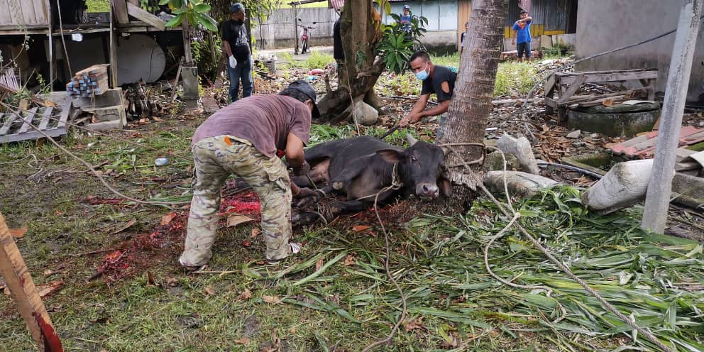 Malakoff Donates Six Cows to Segari, Prai and Mukim Serkat for Aidil ...