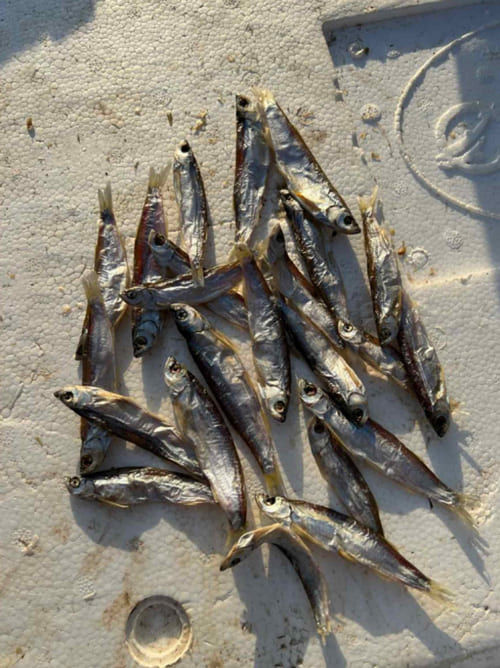 Dried Chal fish | Kalp Sea Foods