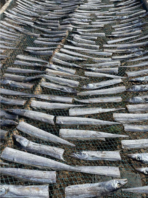 Dried Ribbon fish (Cut Pieces) | Kalp Sea Foods