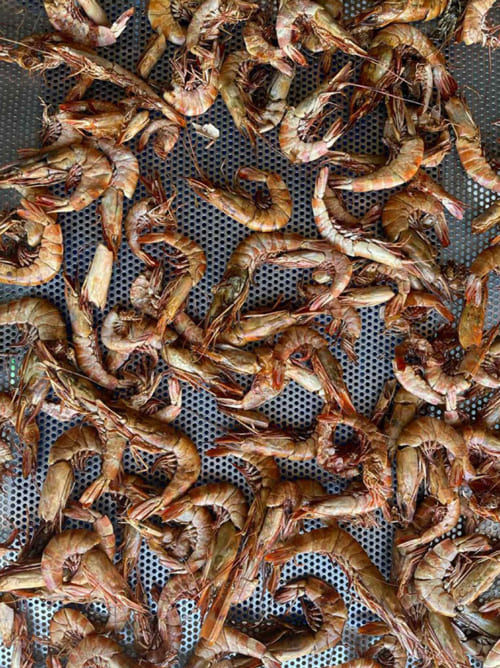 Dried Prawns | Kalp Sea Foods