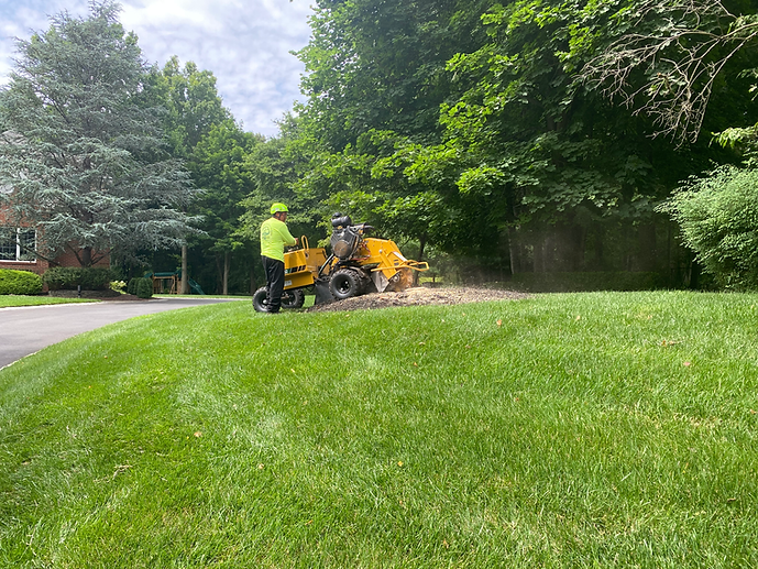 Stump Removal | Briggs Tree Service & Landscaping