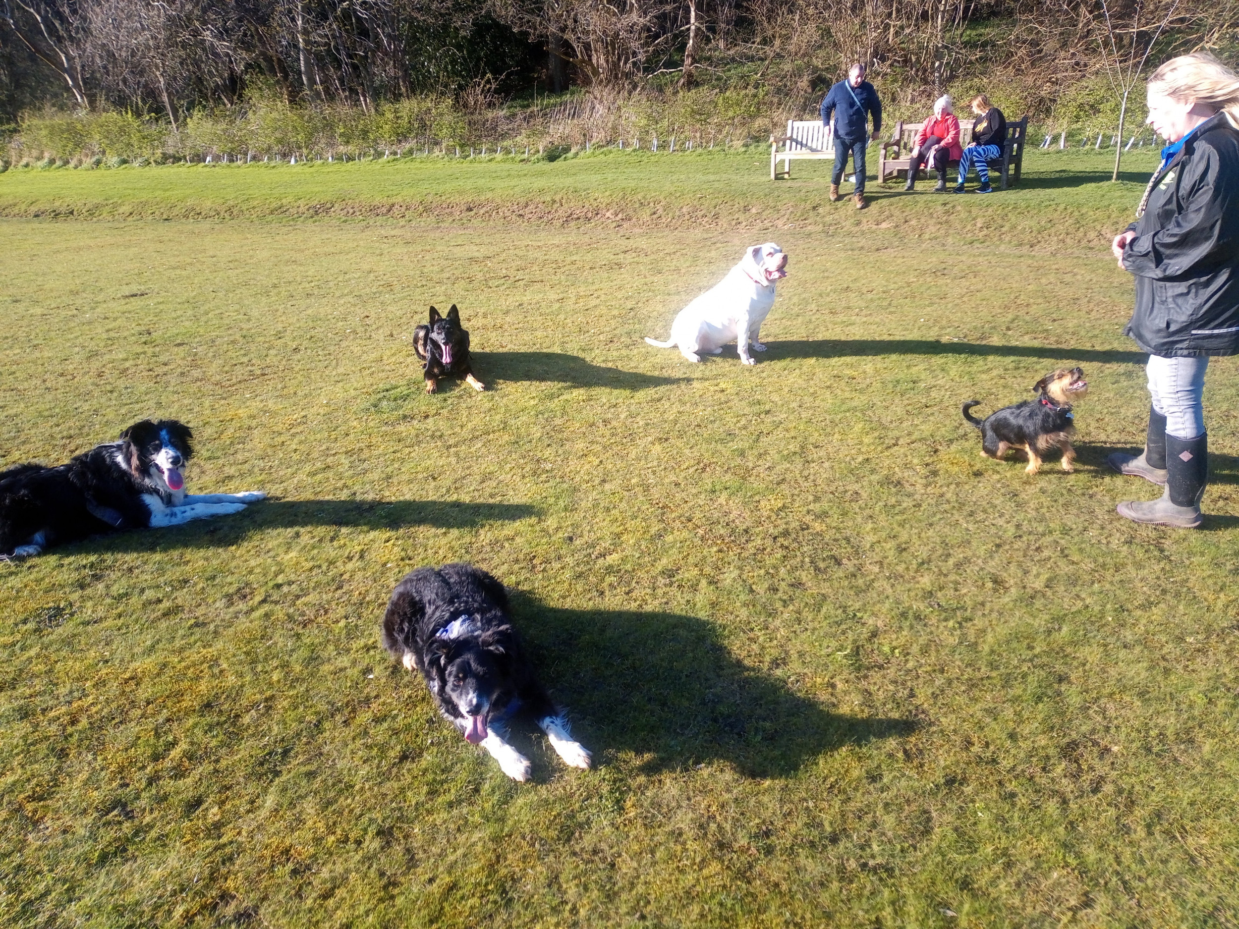 Group Classes | K9 Connection