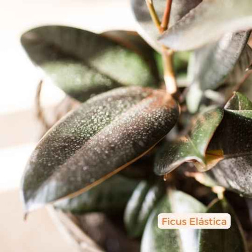 Ficus Elástica | Ecoyaab Paisajismo