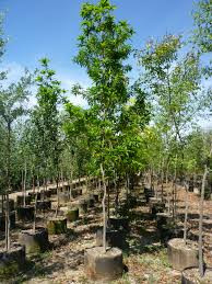 ENCINO SIEMPRE VERDE (Distintas Alturas) | Ecoyaab Paisajismo