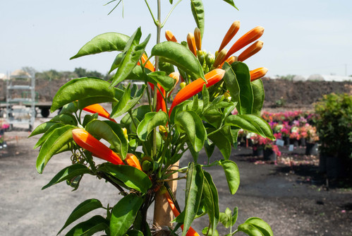 Llamarada de Fuego | Ecoyaab Paisajismo