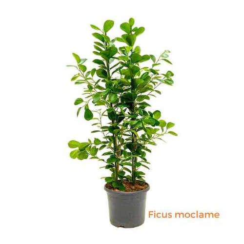 Ficus Moclame | Ecoyaab Paisajismo