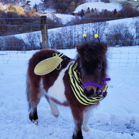 Party | Animal Encounters Wales | Wales
