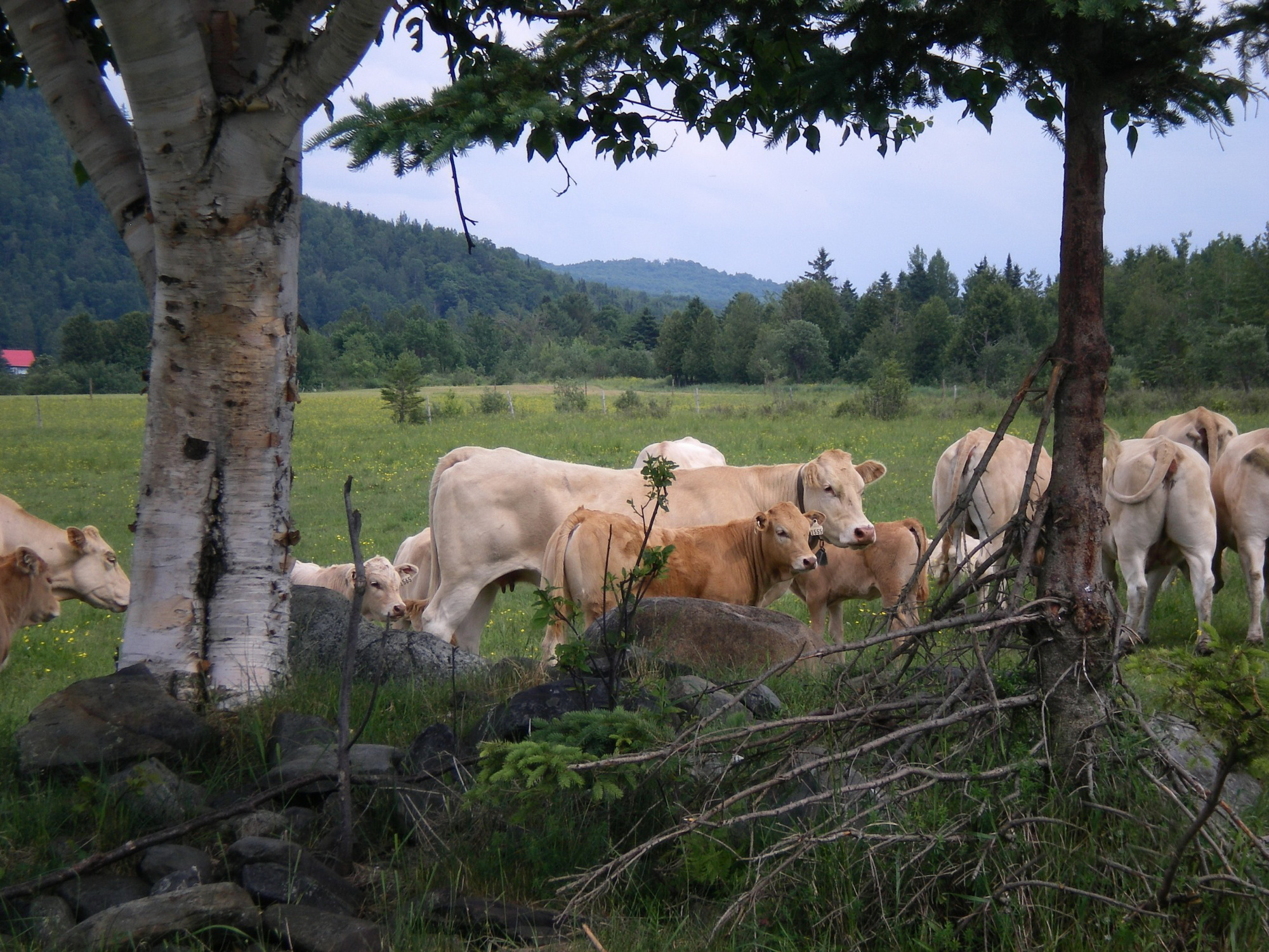 À propos de notre élevage bovin | ranch-st-hubert