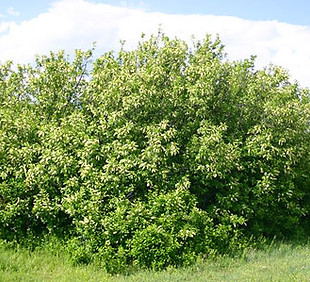 Windbreaks and Hedges | Blake Nursery & Landscaping | Big Timber, MT
