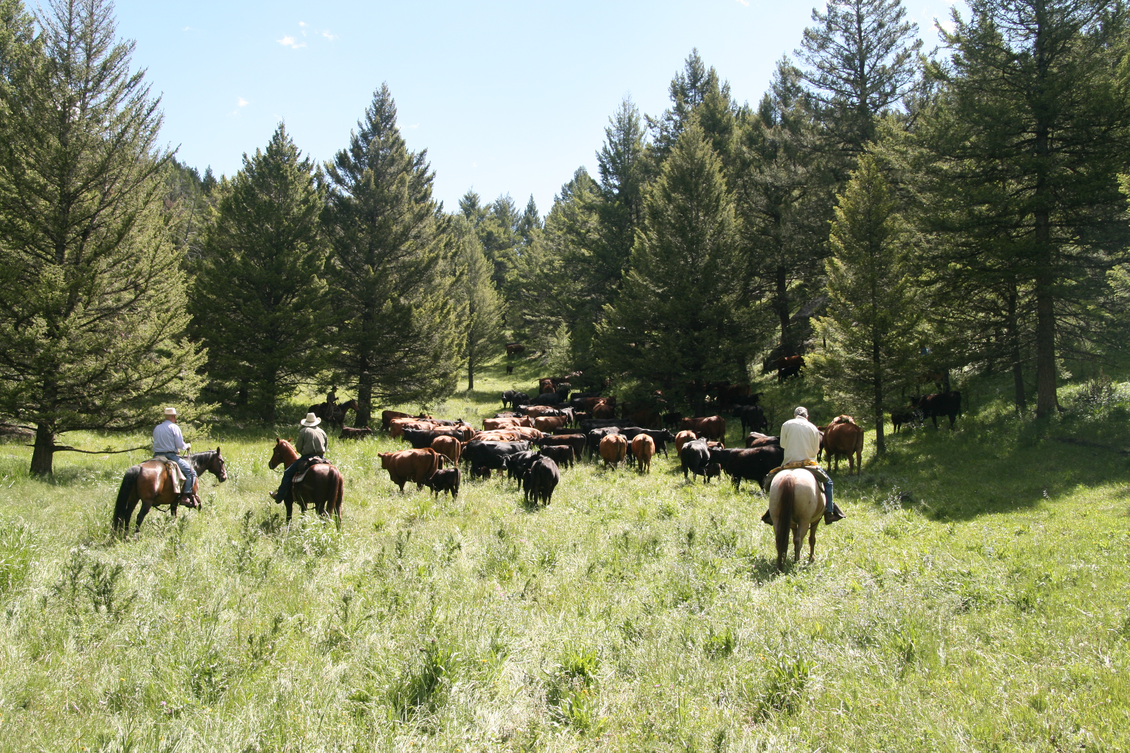 Photo Gallery | Hubbard's Yellowstone Six Quarter Circle Ranch