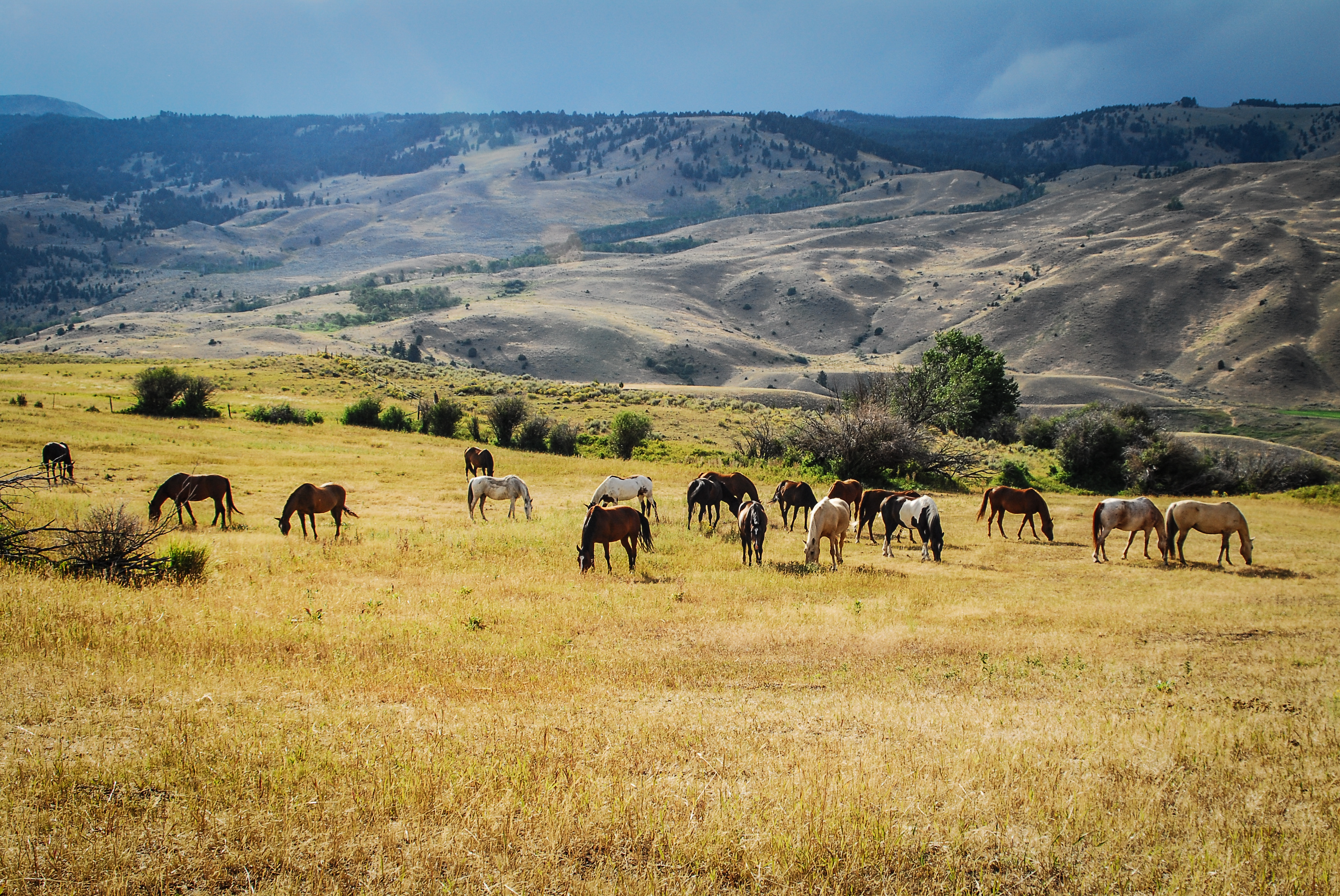 Photo Gallery | Hubbard's Yellowstone Six Quarter Circle Ranch