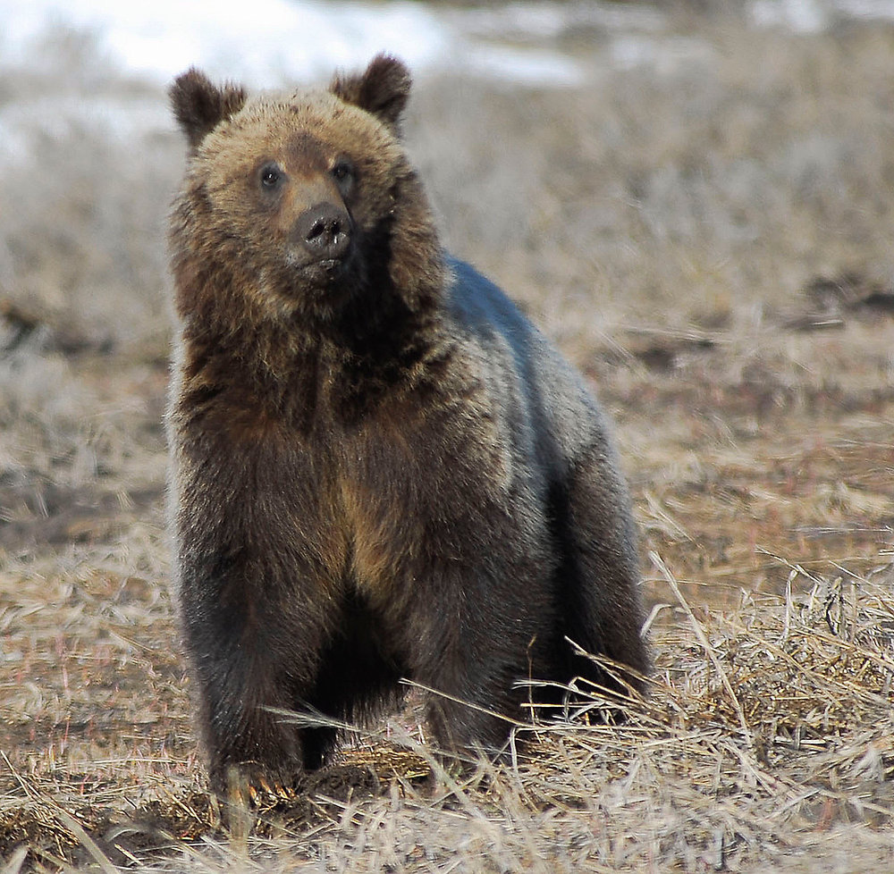 Grizzly Times Podcast | Episode 8 | Dr. Jesse Logan, Part 2