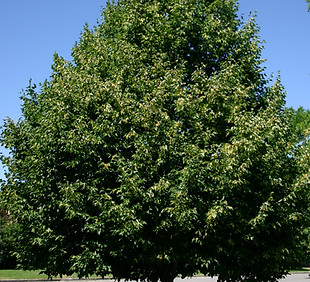 Trees | Blake Nursery & Landscaping | Big Timber, MT