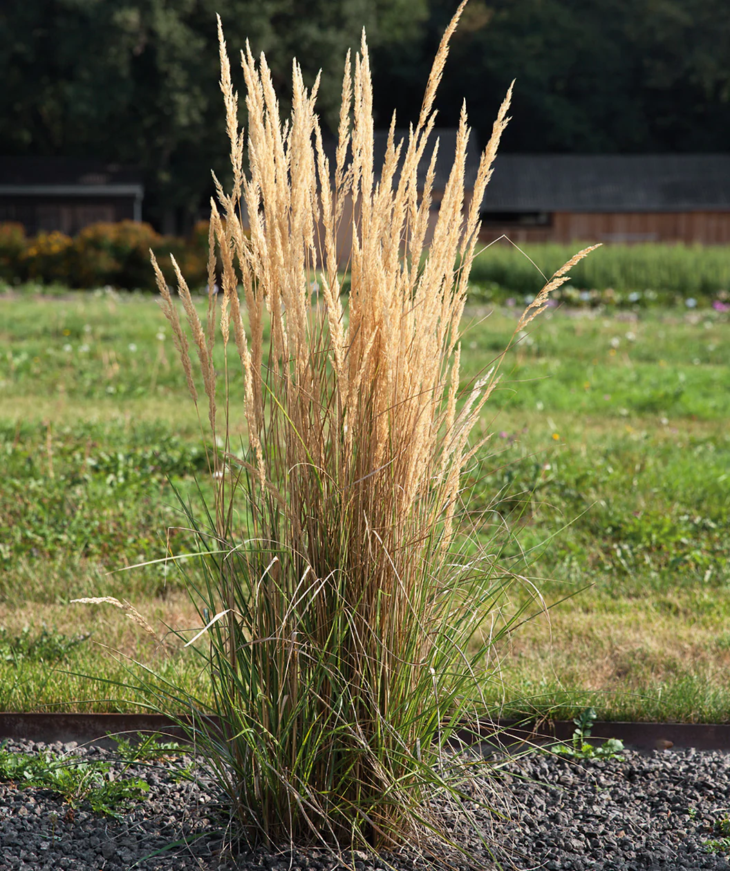 Ornamental Grasses | Blake Nursery & Landscaping | Big Timber, MT