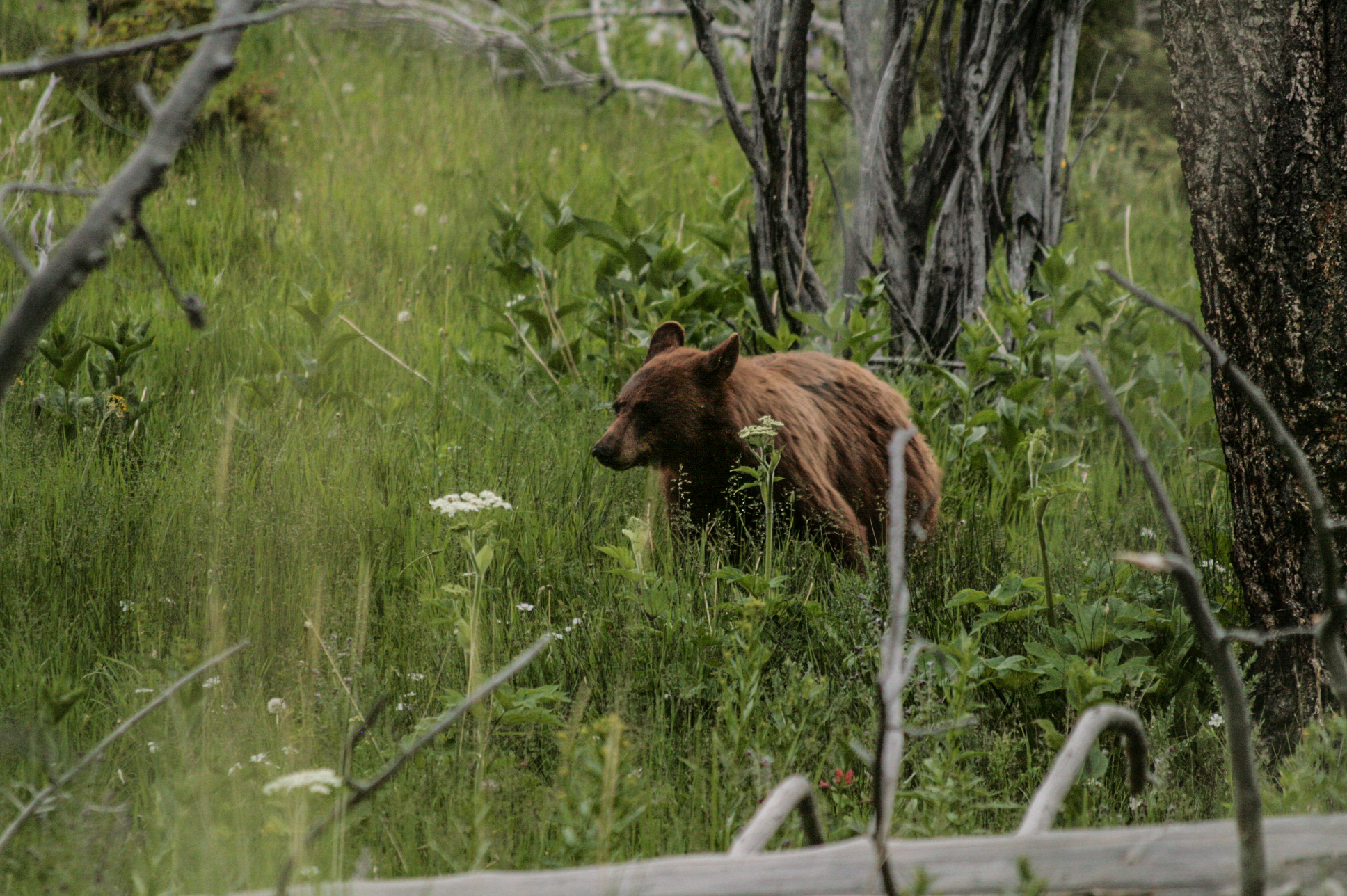 Photo Gallery | Hubbard's Yellowstone Six Quarter Circle Ranch
