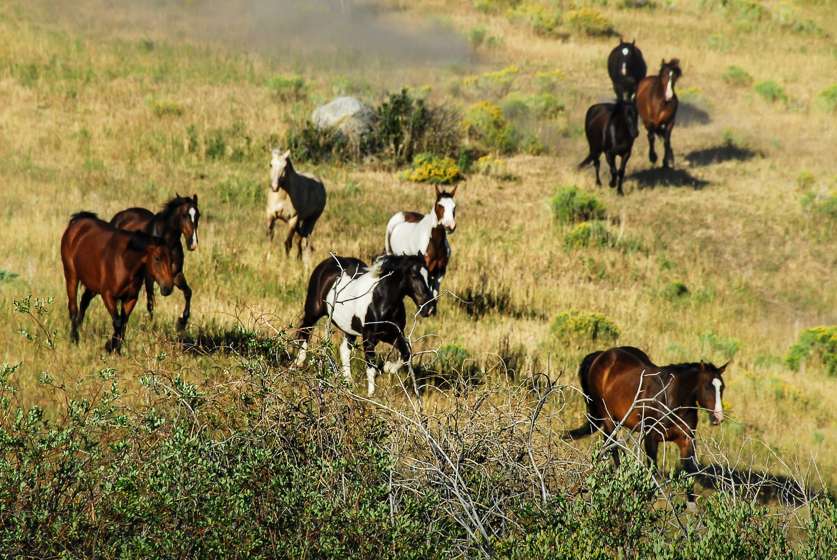 Photo Gallery | Hubbard's Yellowstone Six Quarter Circle Ranch