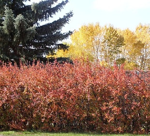 Windbreaks and Hedges | Blake Nursery & Landscaping | Big Timber, MT