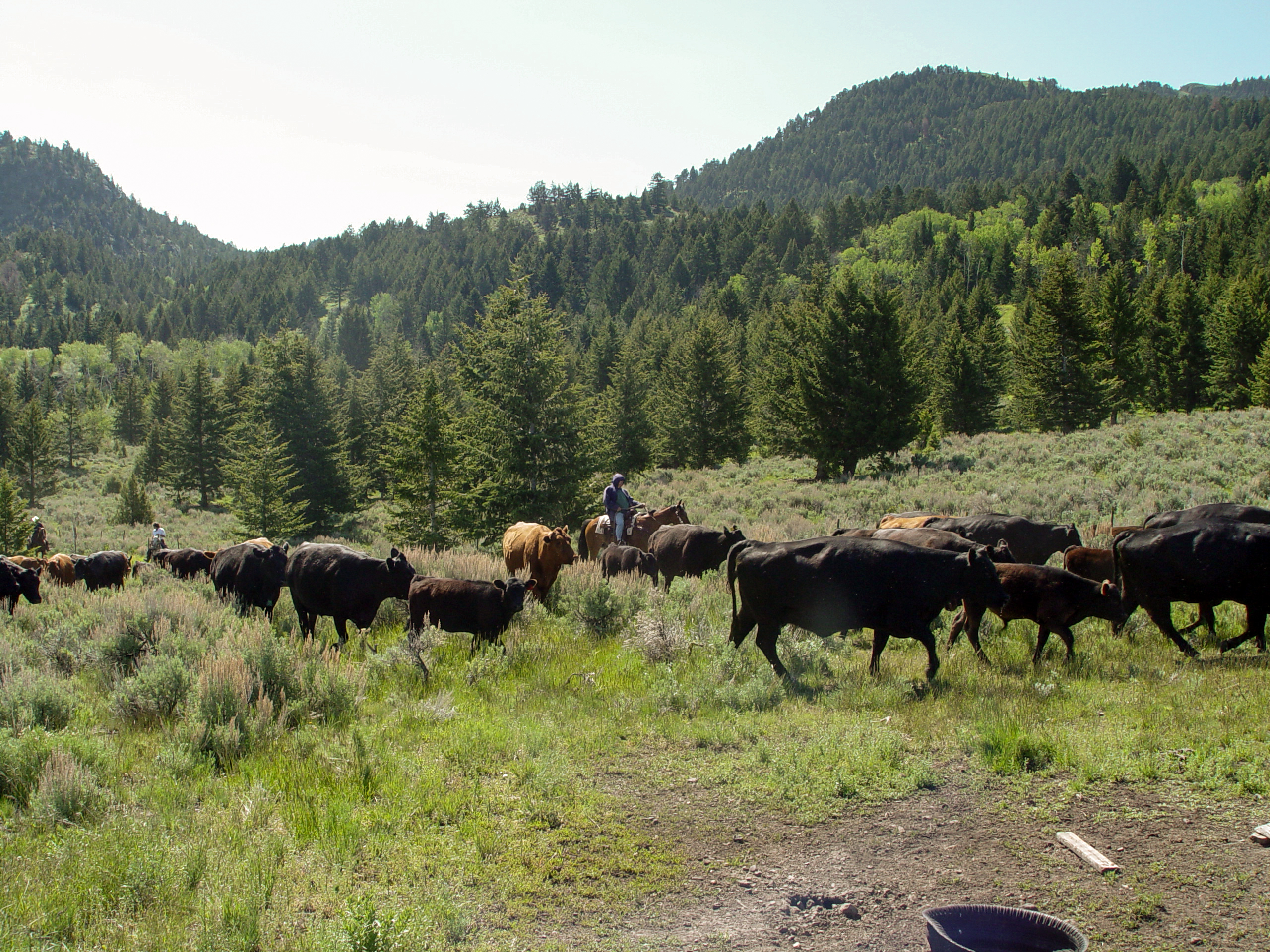 Photo Gallery | Hubbard's Yellowstone Six Quarter Circle Ranch