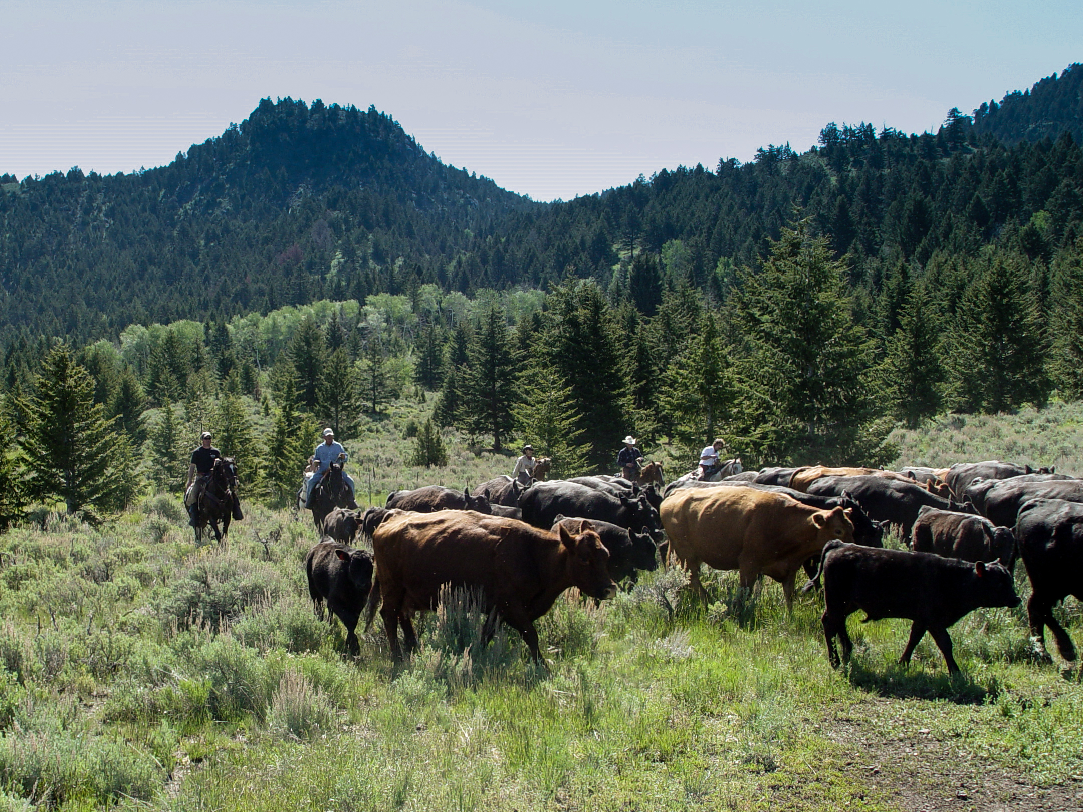 Photo Gallery | Hubbard's Yellowstone Six Quarter Circle Ranch