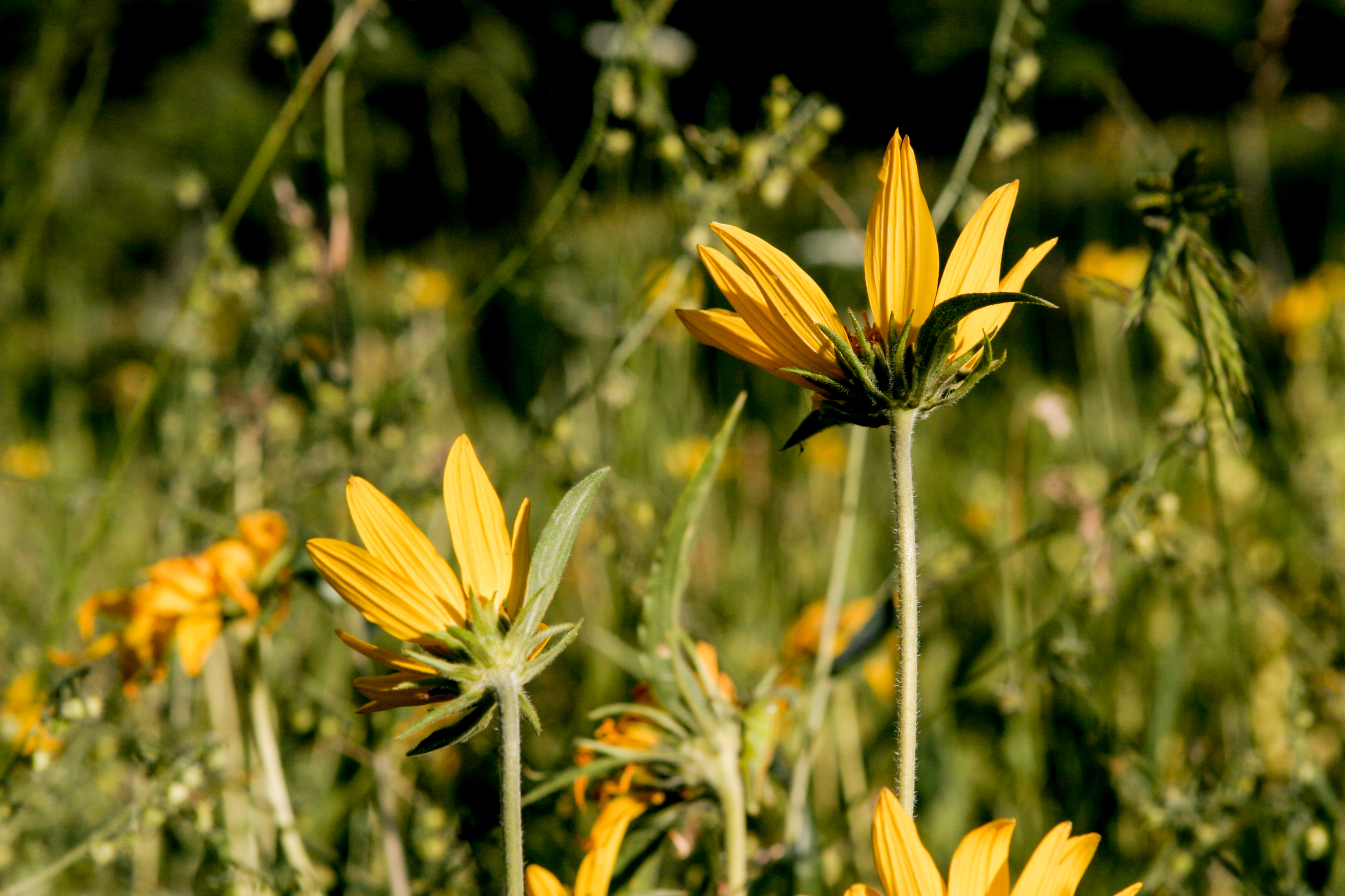 Photo Gallery | Hubbard's Yellowstone Six Quarter Circle Ranch
