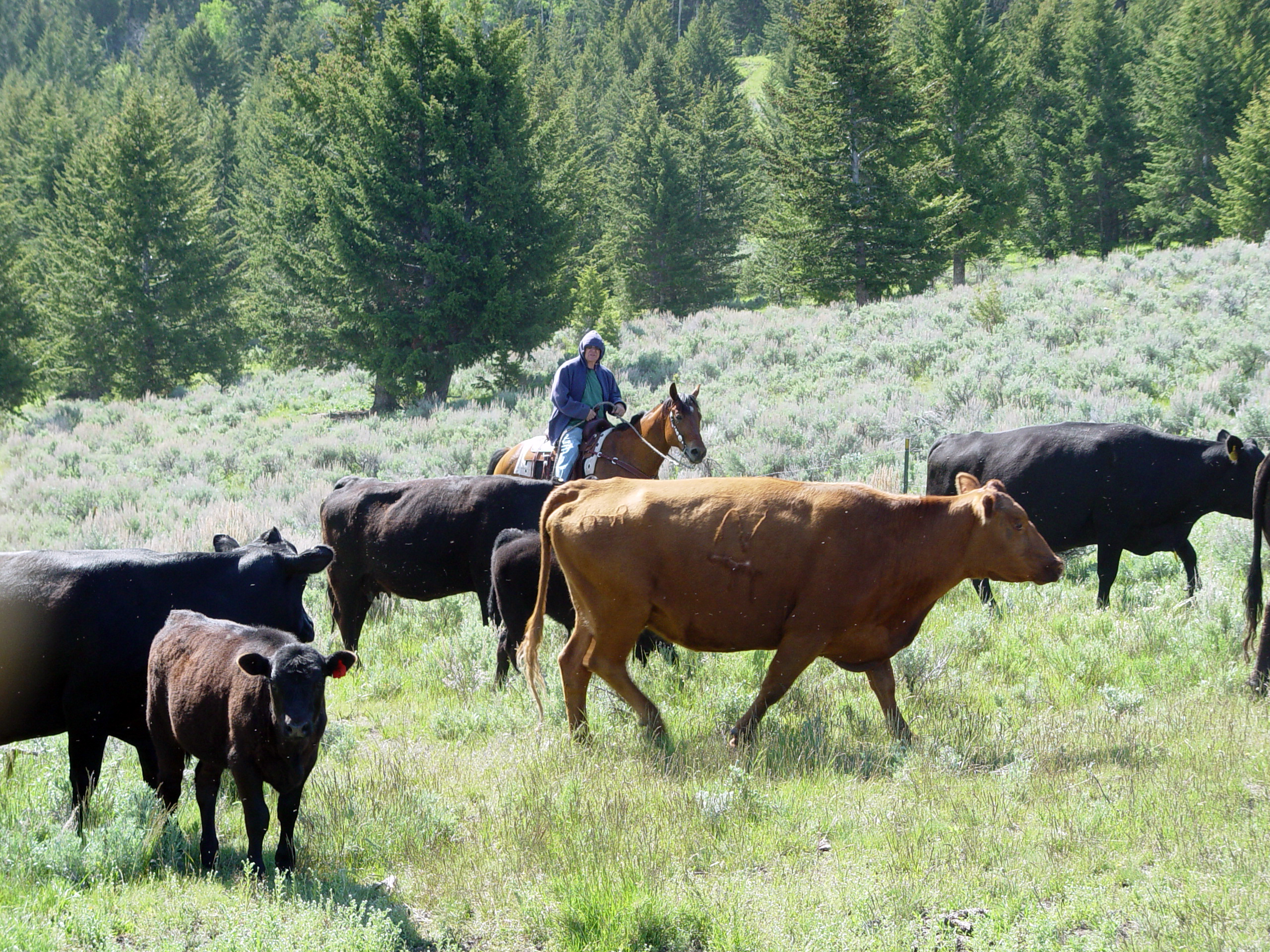 Photo Gallery | Hubbard's Yellowstone Six Quarter Circle Ranch