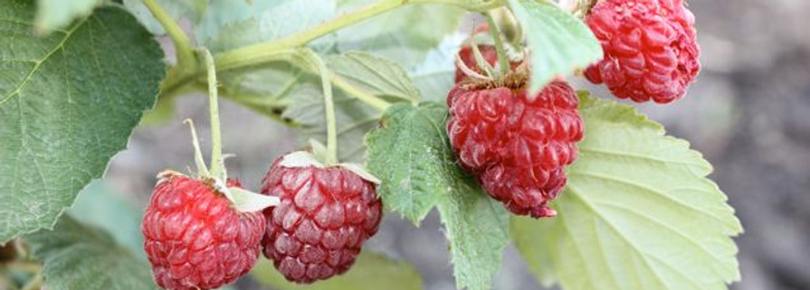 Vegetable & Fruit Plants | Blake Nursery & Landscaping | Big Timber, MT