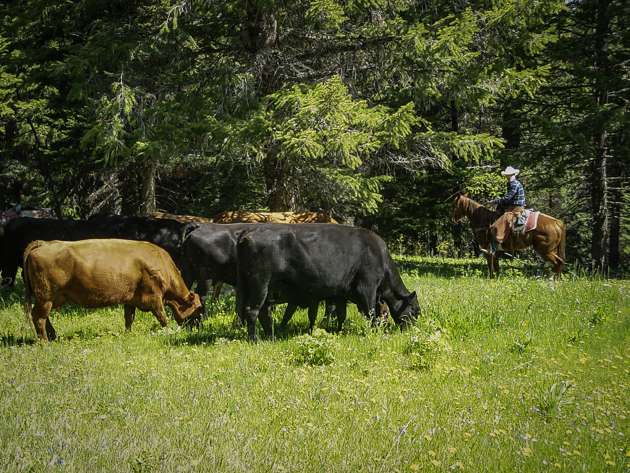 Photo Gallery | Hubbard's Yellowstone Six Quarter Circle Ranch
