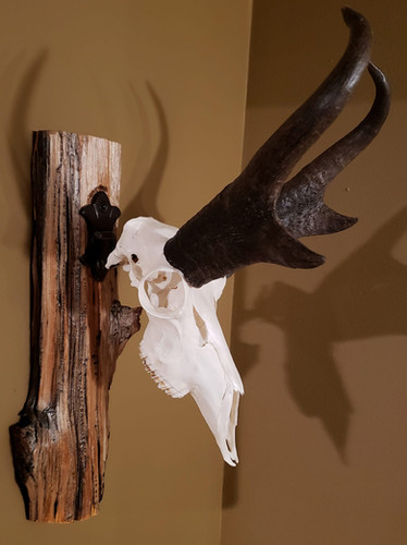 The Buck Bracket | SkullBracket Deer Skull Mount