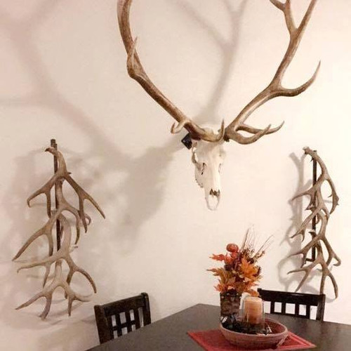 Custom Skull Mounts | Skull Bracket