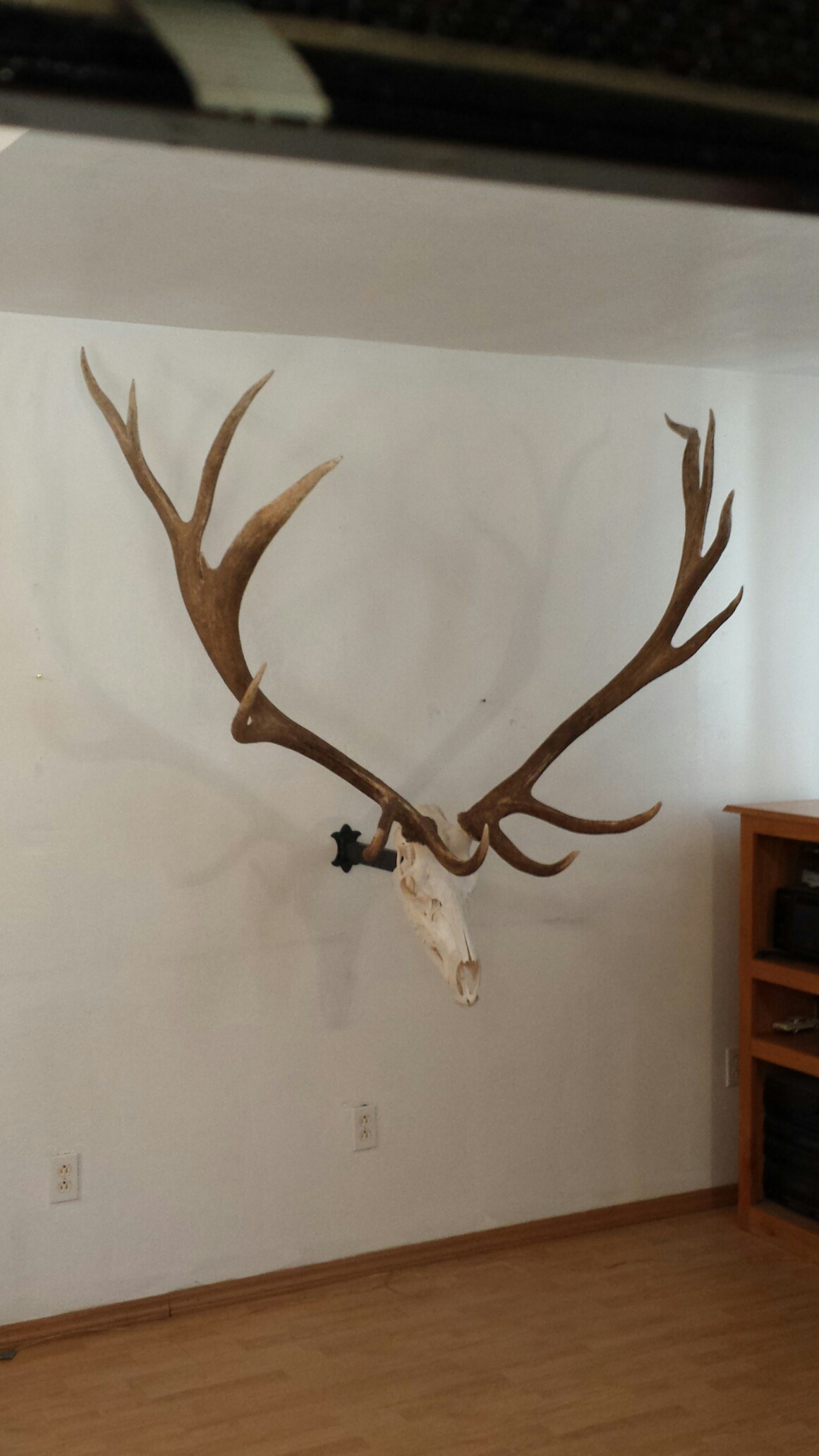 Big Game Skull & Antler Mounts | Skull Bracket