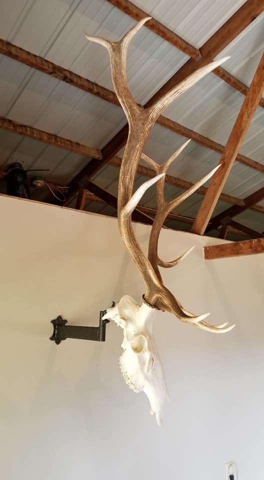 Big Game Skull & Antler Mounts | Skull Bracket