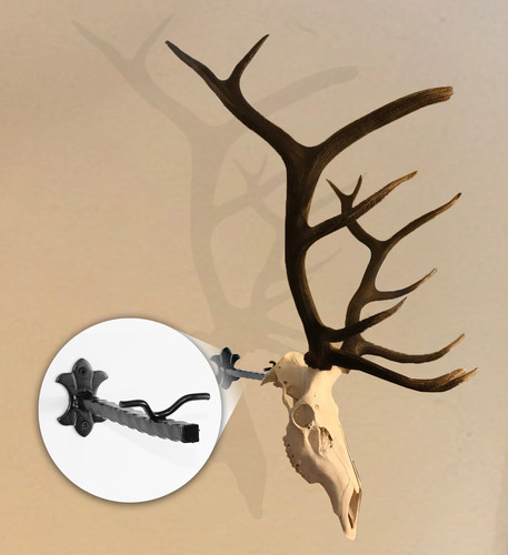 The Bull Bracket | Big Game and Elk Skull Mount