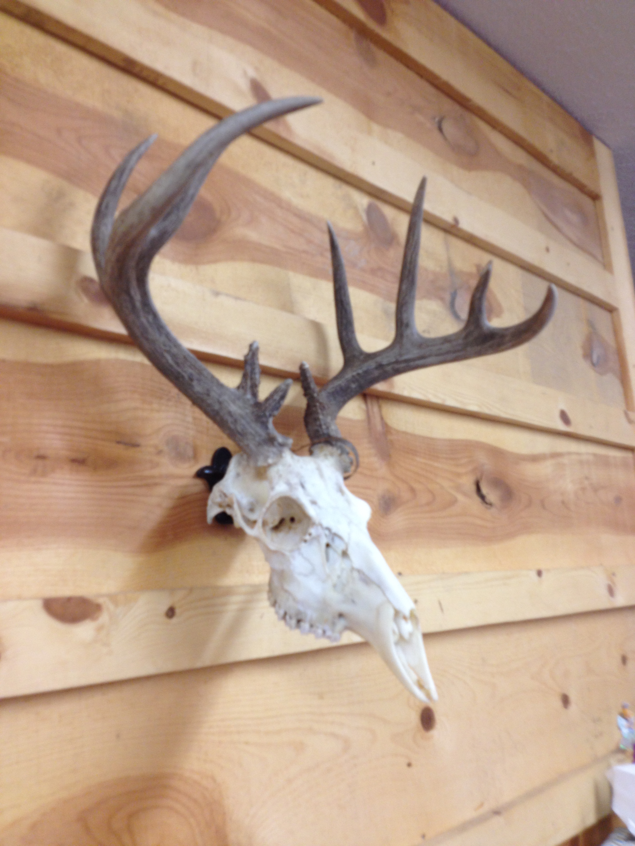 Big Game Skull & Antler Mounts | Skull Bracket