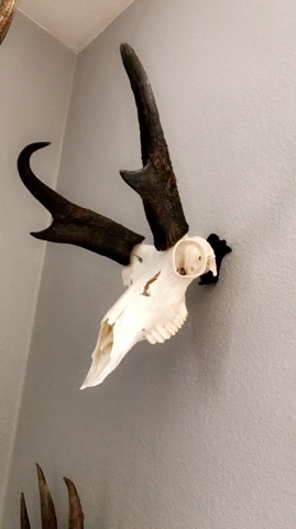 Big Game Skull & Antler Mounts | Skull Bracket