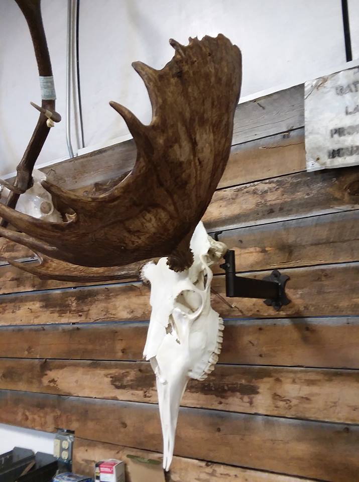 Big Game Skull & Antler Mounts | Skull Bracket