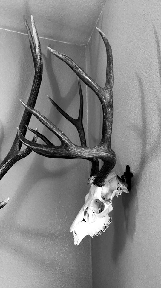 Deer, Bison, & Elk Skull Mount | Wyoming | Skull Bracket