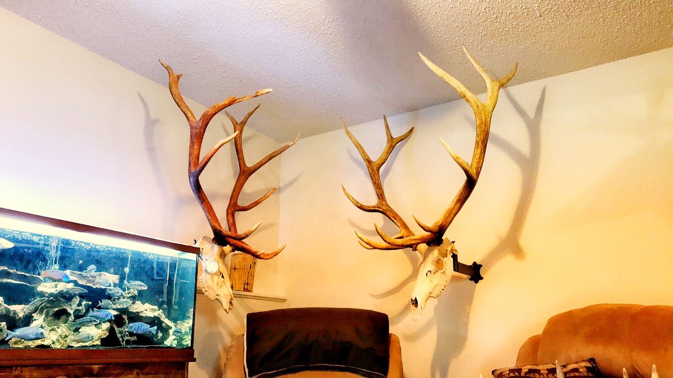 Big Game Skull & Antler Mounts | Skull Bracket