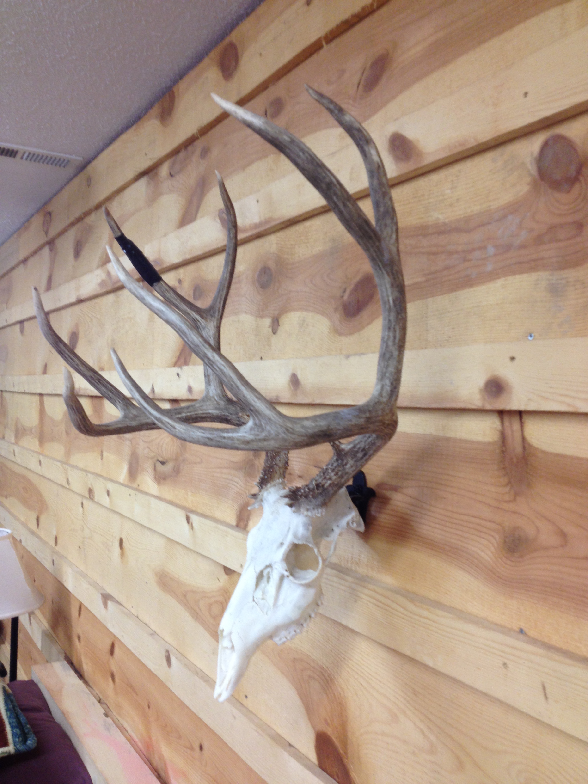 Big Game Skull & Antler Mounts | Skull Bracket