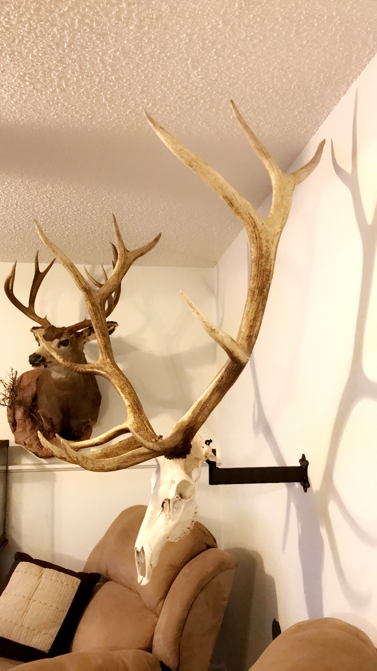 Big Game Skull & Antler Mounts | Skull Bracket