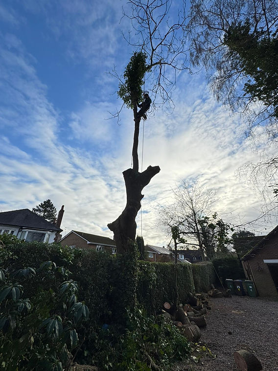 sun light tree surgery
