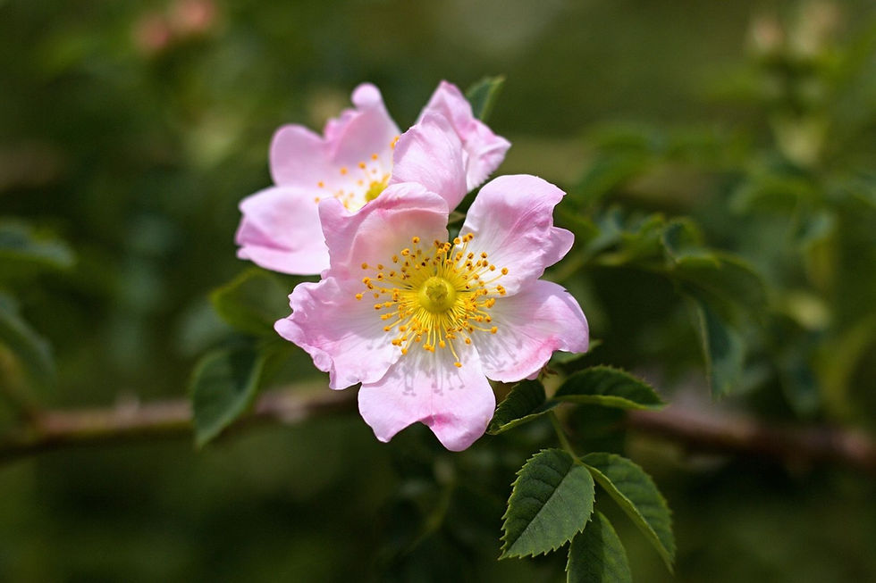 Rosa mosqueta
