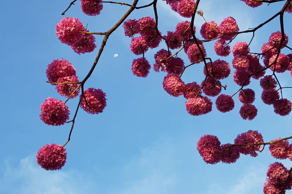 A floração do ipê-roxo