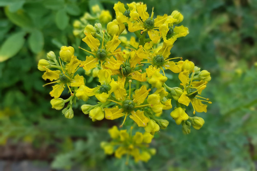 Arruda: uma planta repleta de história