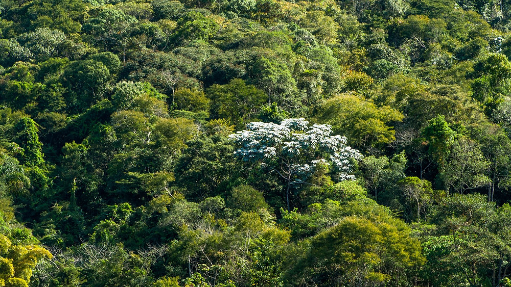 A Floresta Peanuts